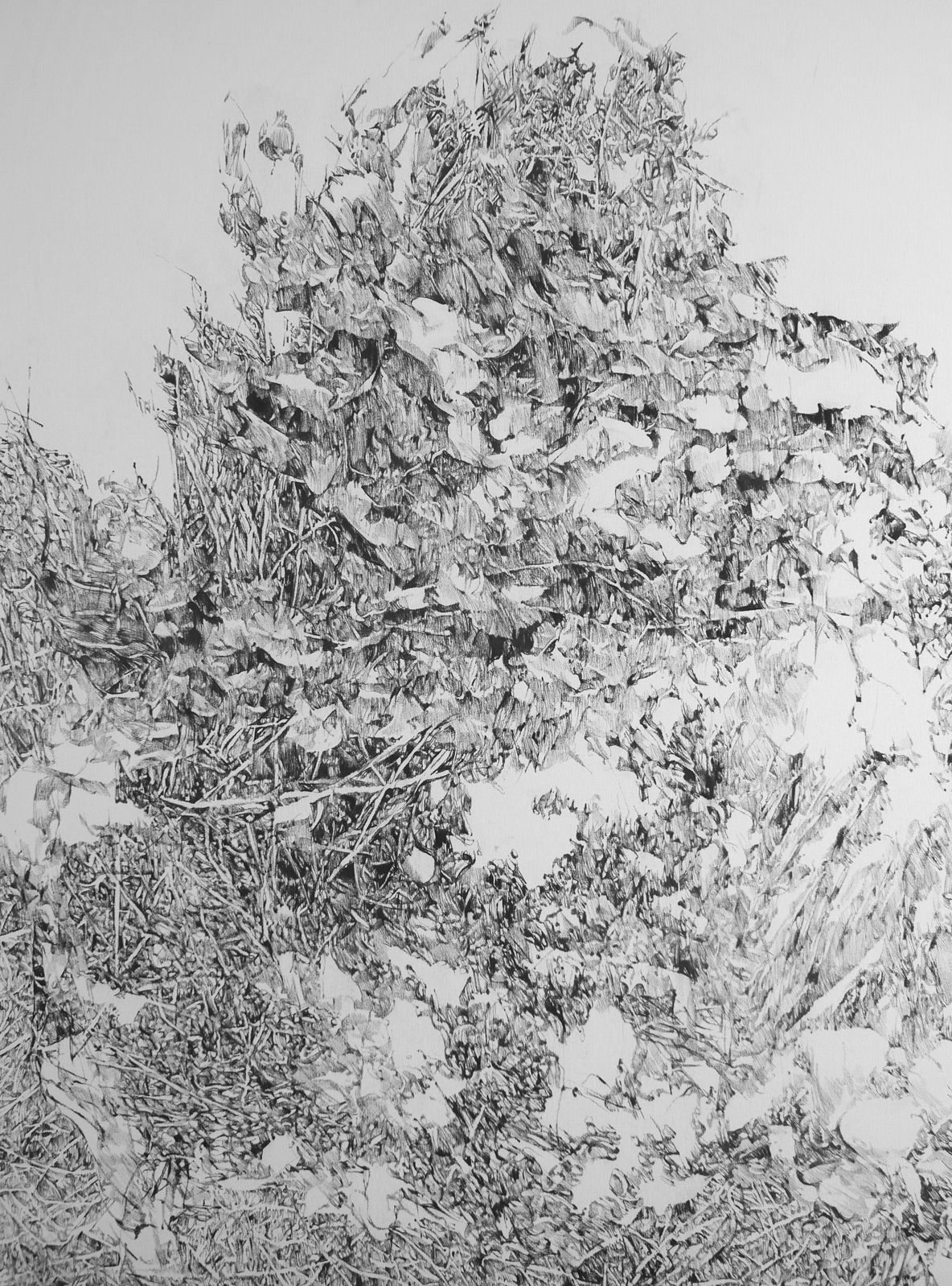 Anouk Griffioen – Forêt (Campus) – Art Agent Orange